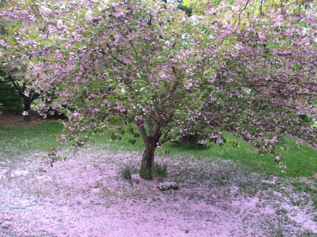 Three Plants to Treasure