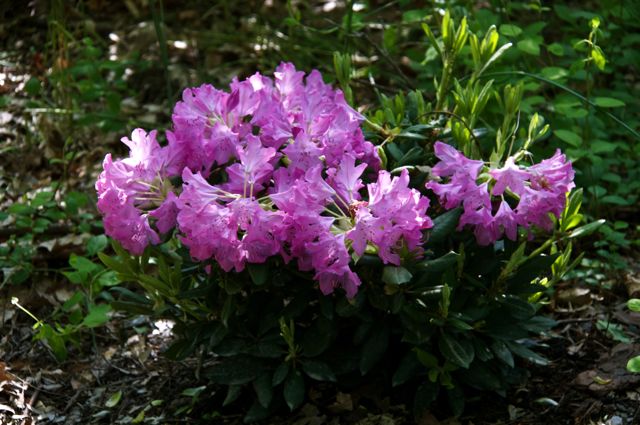rhododendron-roseum-pink