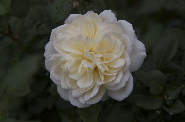 Garden Blogger’s Bloom Day for September