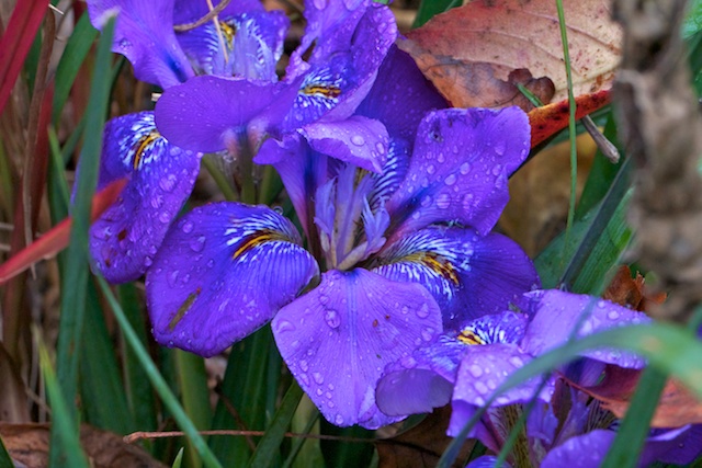 My Very Late Post-Thanksgiving Post