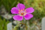 Calandrinia spectabilis