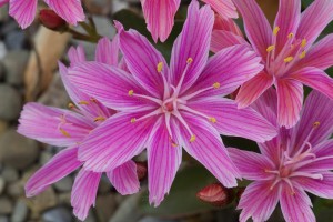 Lewisia longipetala ‘Little Plum’