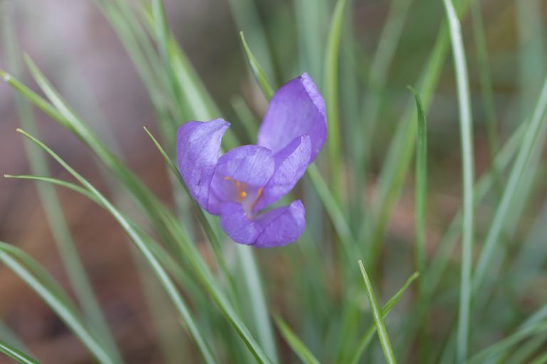 Last of the Fall Crocus