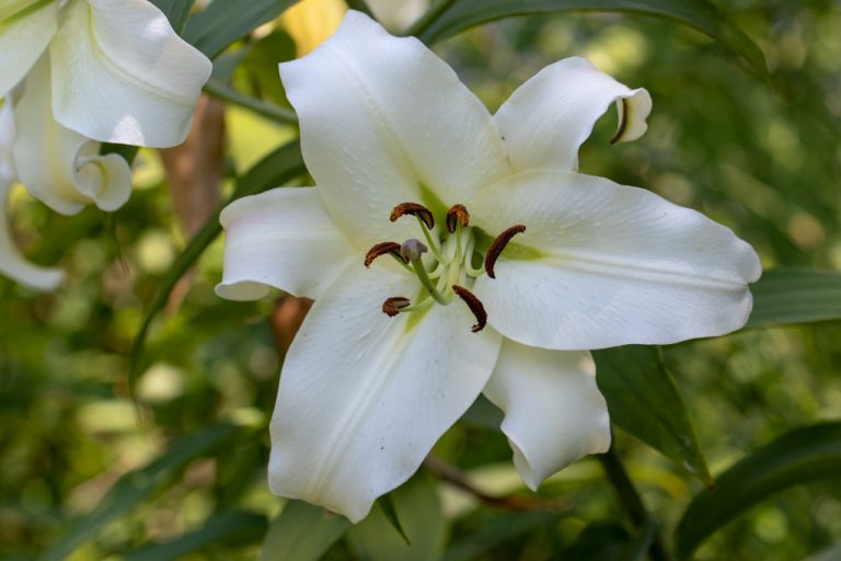 Orienpet Lily ‘Pretty Woman’