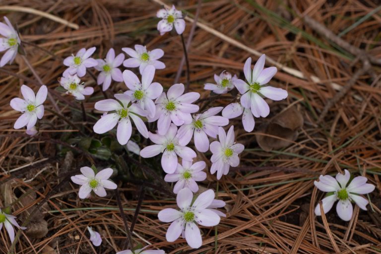 Hepatica light pink