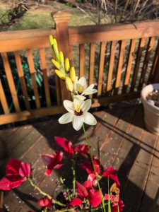 Ixia hybrid