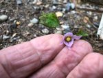 Ranzania japonica