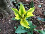 Tulip ‘Yellow Spring Green’