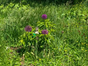 Allium around young peach tree