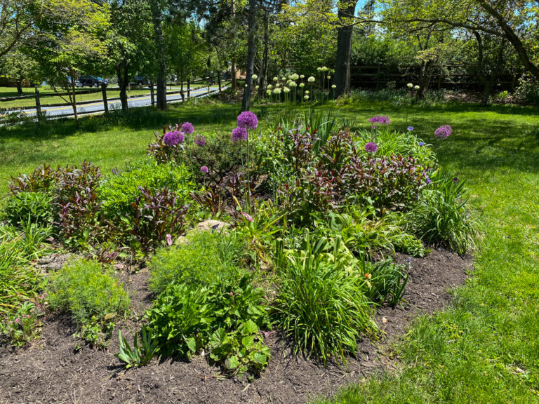 Garden Blogger’s Bloom Day