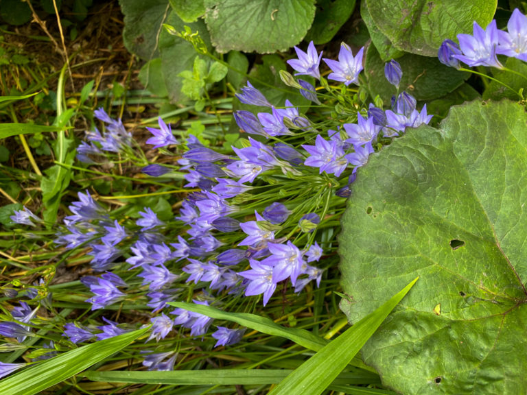 Triteleia laxa ‘Queen fabiola’