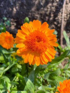 Calendula (Alpha from Johnny’s Seeds)