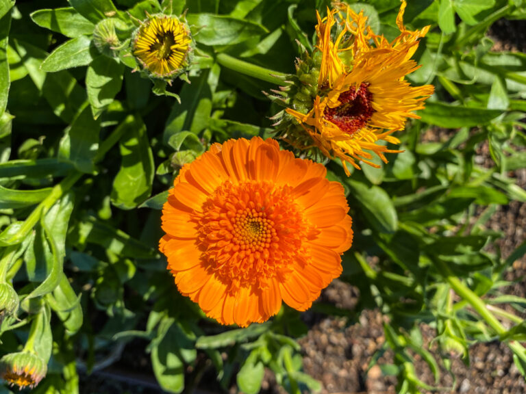 Calendula