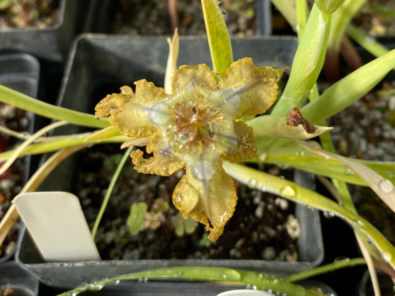 bulbs