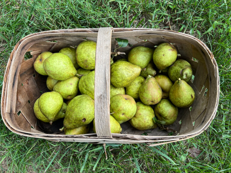 Potomac Pears at harvest time.