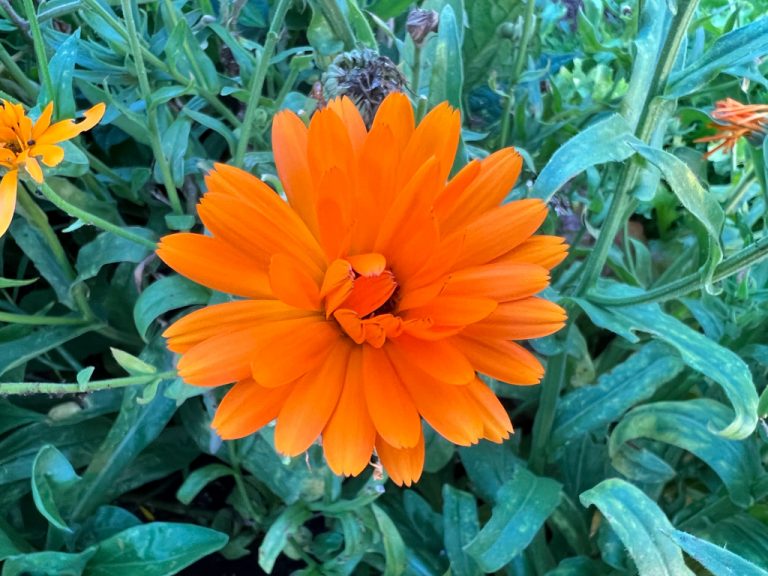 Calendula