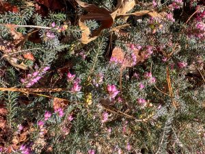 Krarmer’s Rote Heather (Erica x darleyensis)