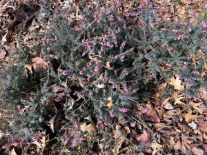 Krarmer’s Rote Heather (Erica x darleyensis)