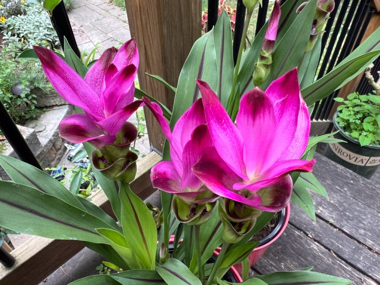 Curcuma alismatifolia ‘Siam Shadow’