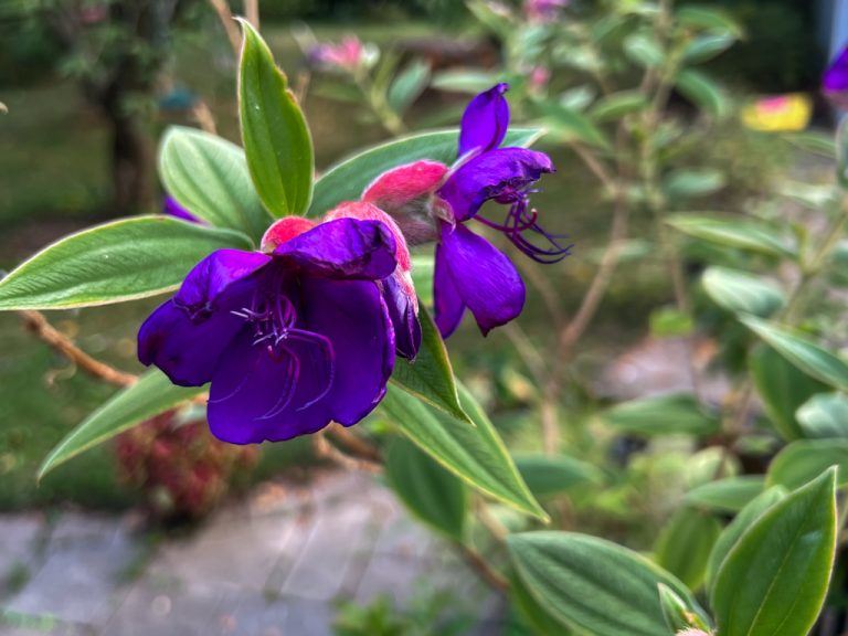 Princess Flower (Tibouchina urvilleana)
