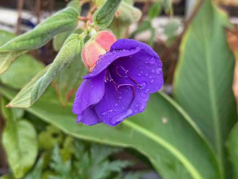 Princess Flower (Tibouchina urvilleana)
